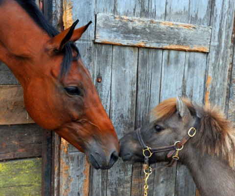 La vie d'un cheval au box