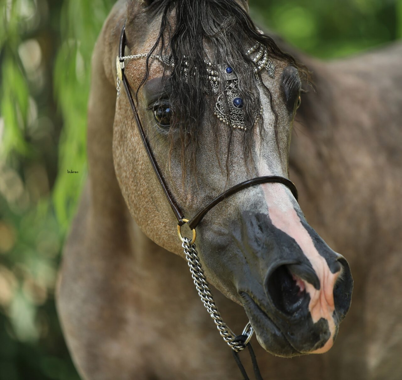 A la découverte du cheval arabe - Équestrassur