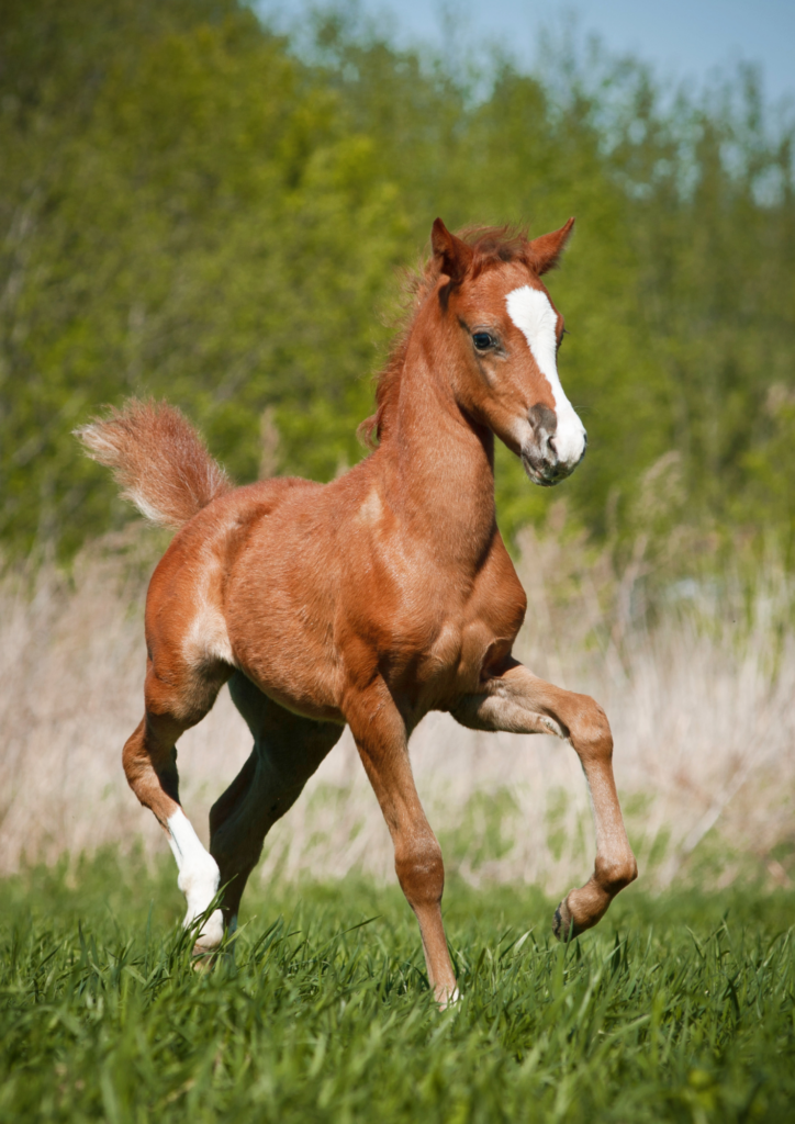 Faire naitre un poulain - Équestrassur